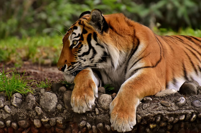 9 Free Online Jigsaws of Animals | Jigsaw Puzzles 9 Free Online Jigsaws of Animals | Jigsaw Puzzles