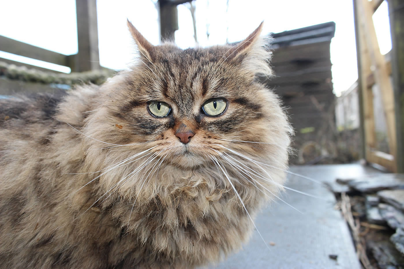 Free Online Jigsaw Puzzles Game 3 | Cat Jigsaw - Jigsaw Puzzles Website