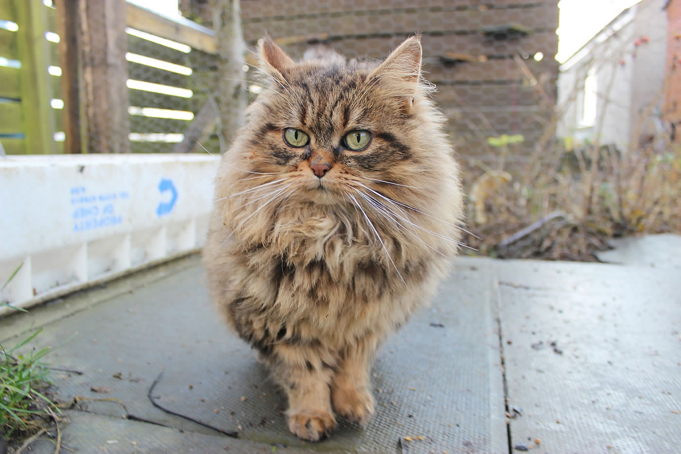 Free Online Jigsaw Puzzles Game 4 | Cat Jigsaw - Jigsaw Puzzles Website