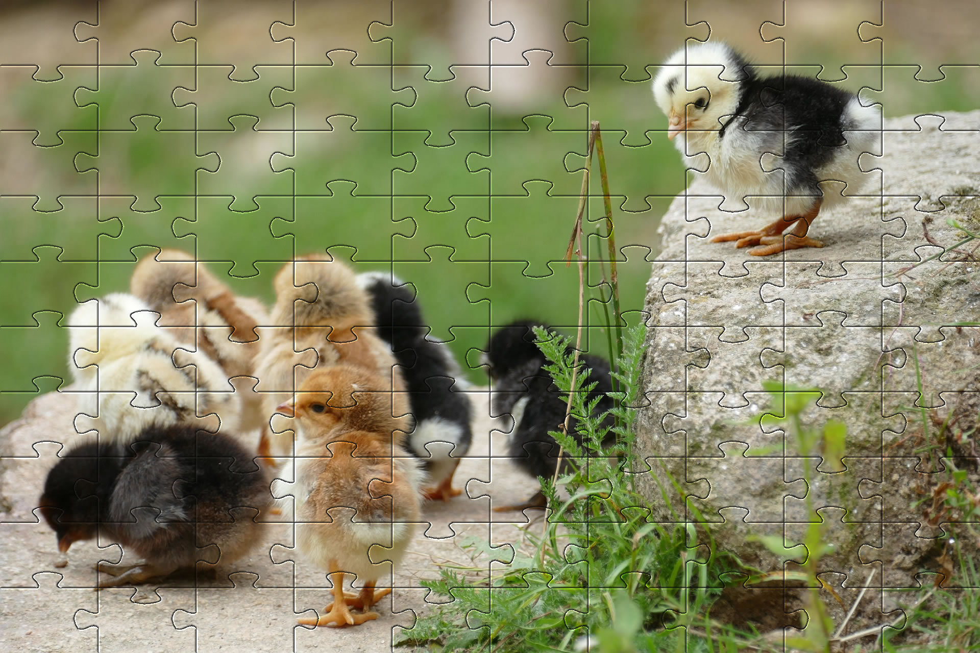 Free Baby Chickens Jigsaw | Print and Make your own Jigsaw